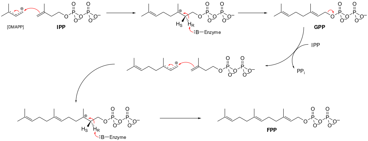 ملف:Farnesylpyrophosphate synthase (FPPS) reaction.svg - المعرفة
