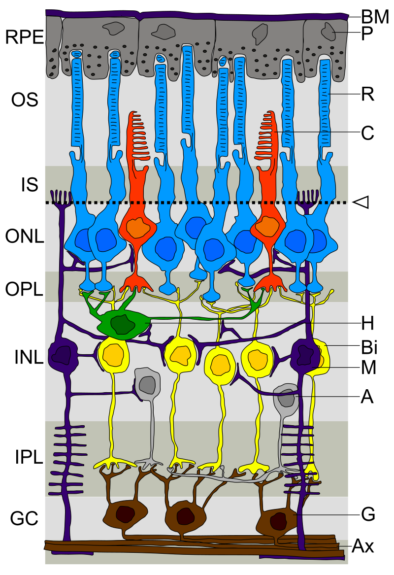 ملف:Retina layers.svg - المعرفة