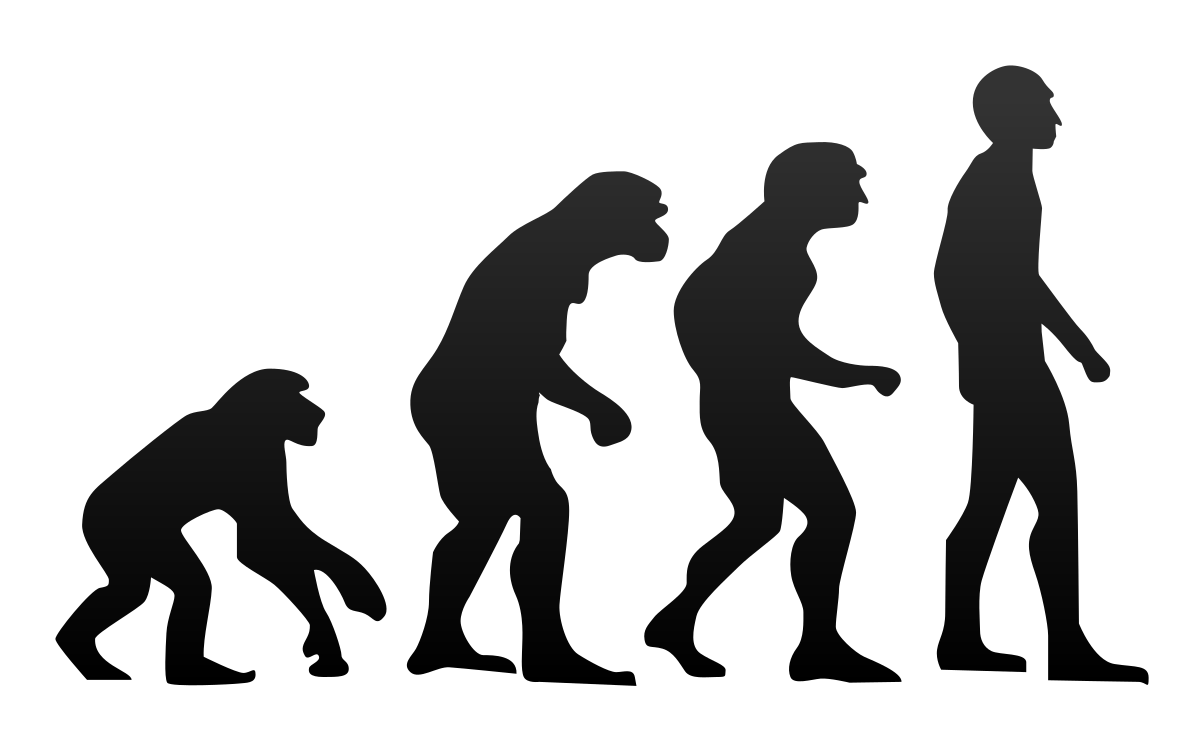 ملف:Human evolution.svg - المعرفة