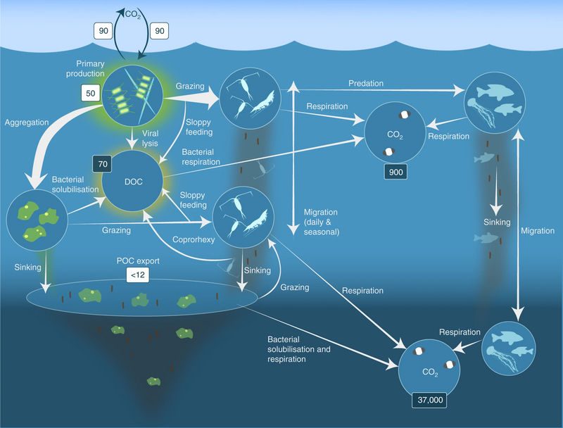 ملف:Processes in the biological pump.webp - المعرفة