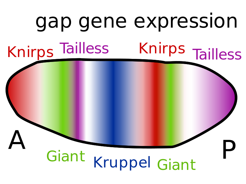 ملف:Gap gene expression.svg - المعرفة