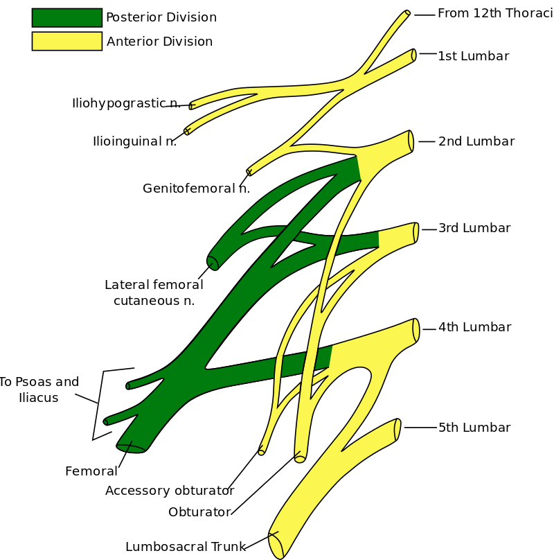 ملف:Lumbar plexus.svg - المعرفة