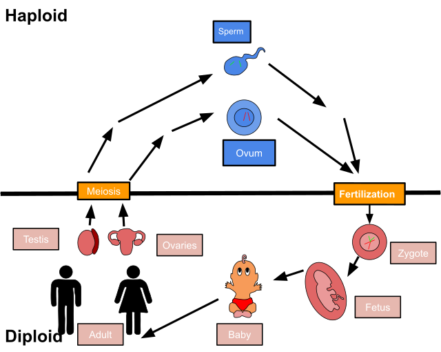 ملف:Biological Life Cycle of Humans.svg - المعرفة