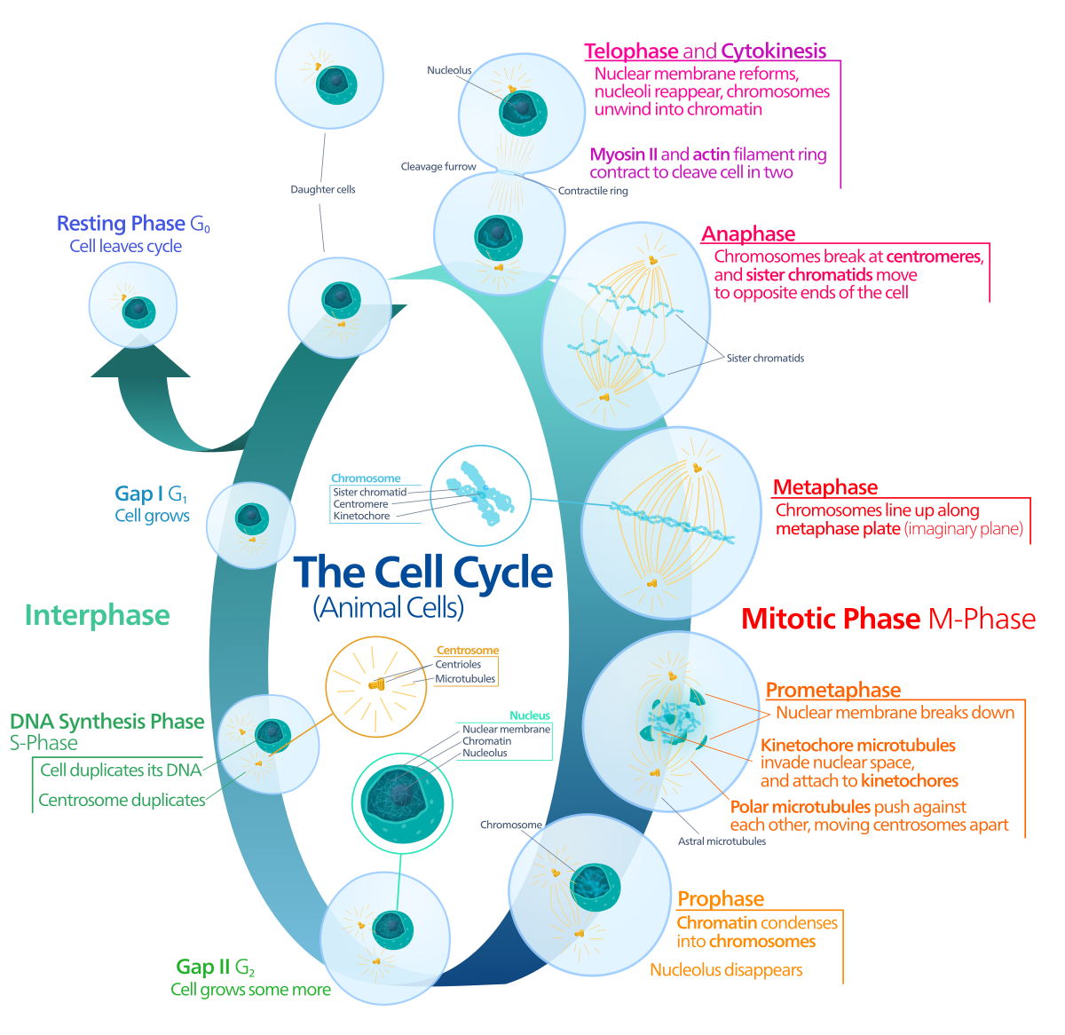 ملف:Animal cell cycle.svg - المعرفة