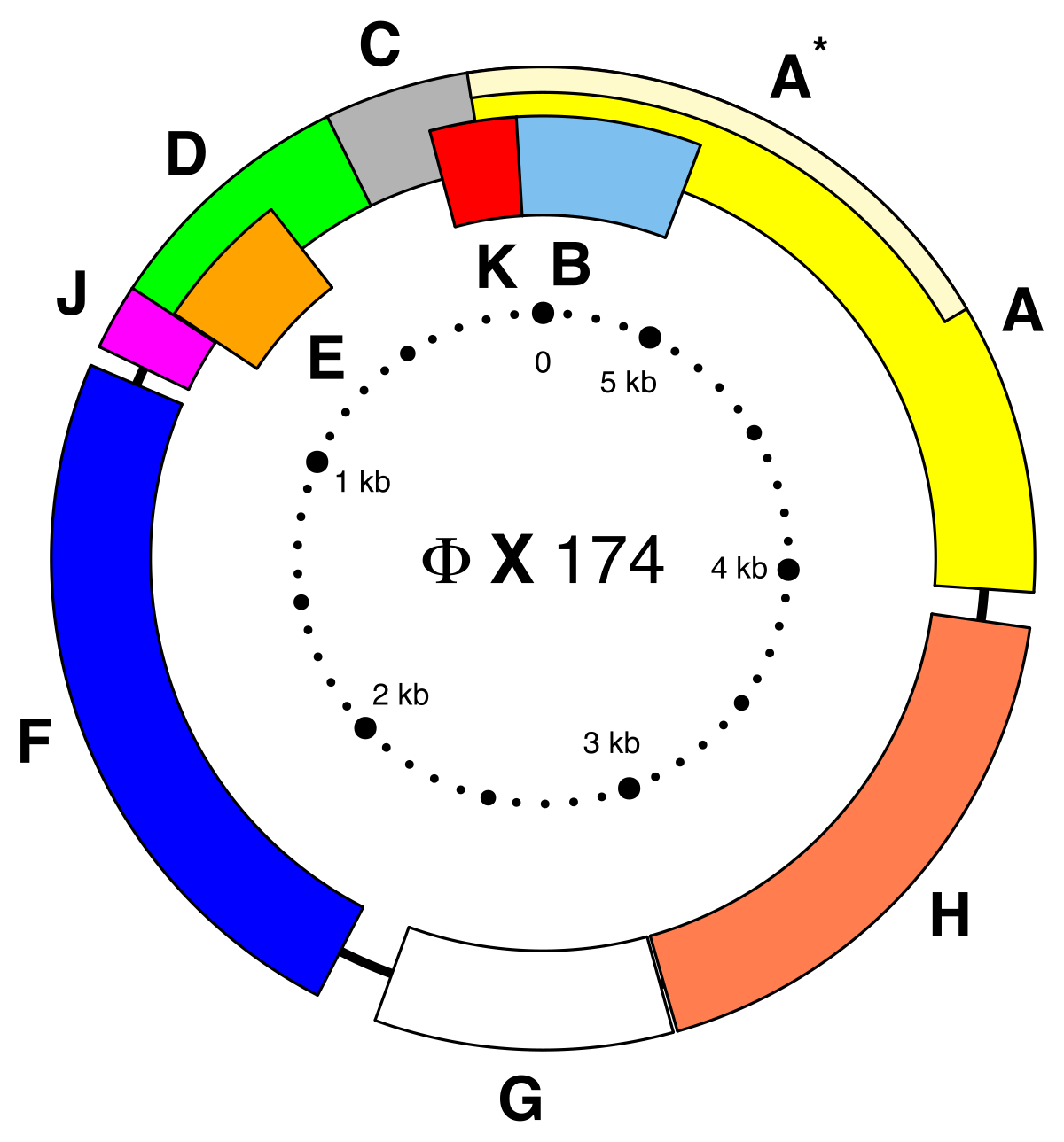 ملف:Genome map of the bacteriophage ΦX174 showing overlapping genes.svg - المعرفة