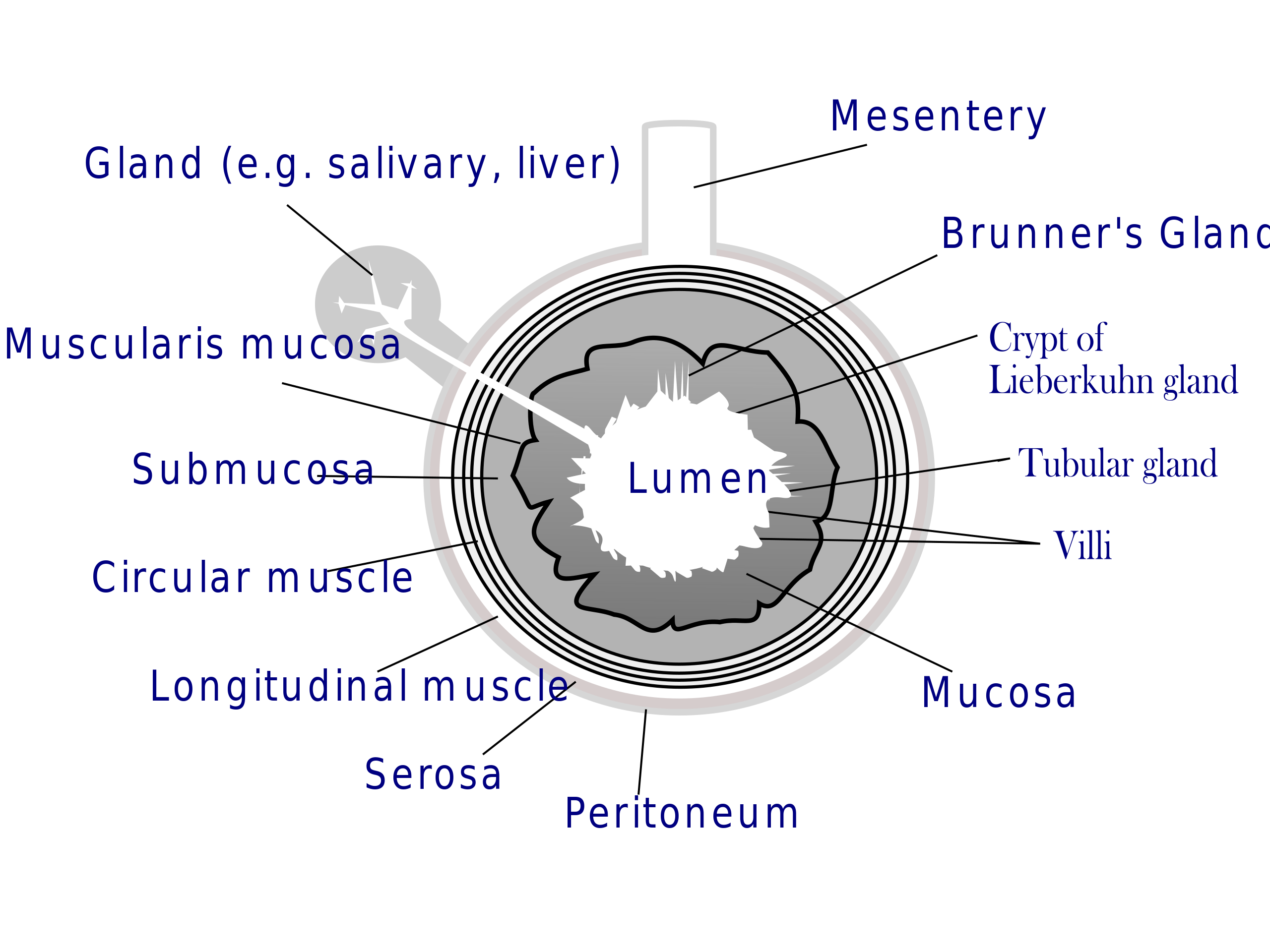 ملف:Gut wall.svg - المعرفة