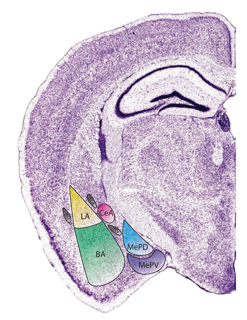 ملف:Mouse Amygdala.pdf - المعرفة