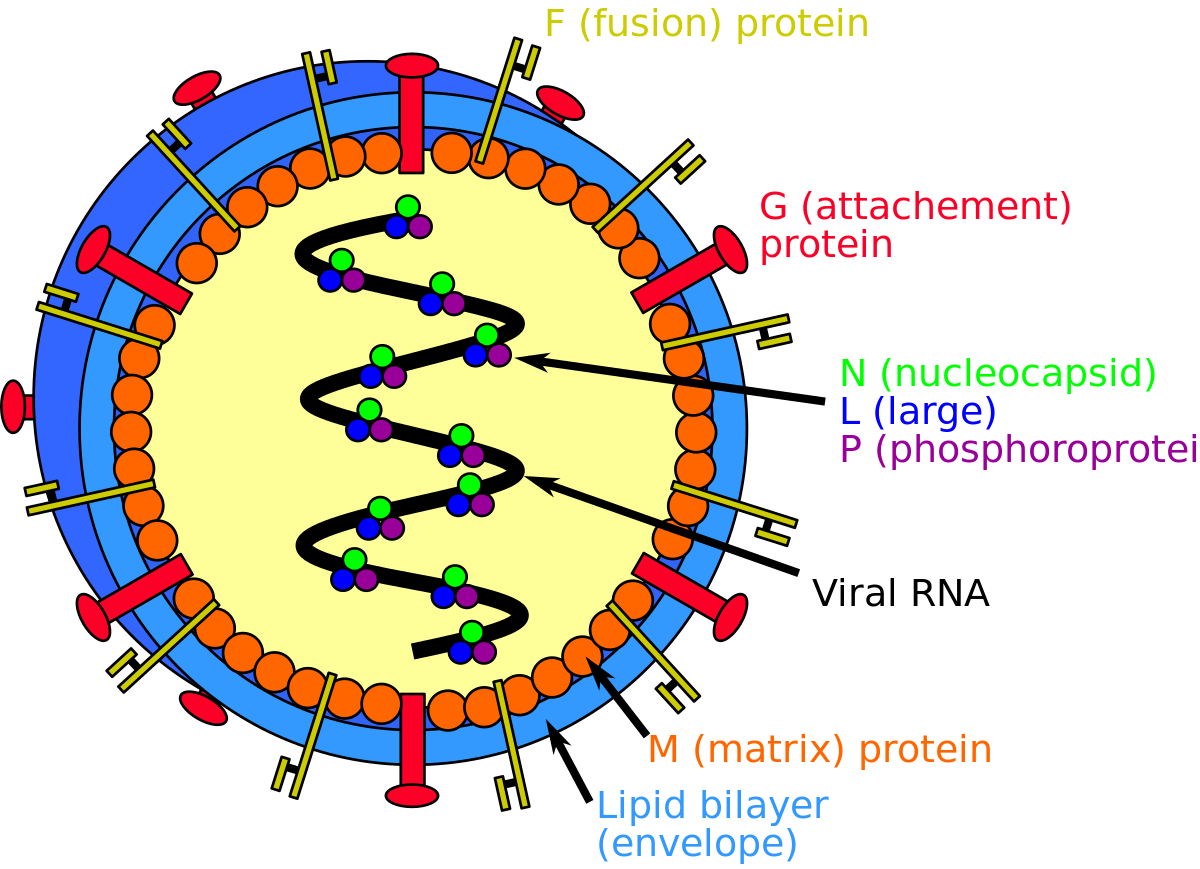 ملف:Henipavirus structure.svg - المعرفة