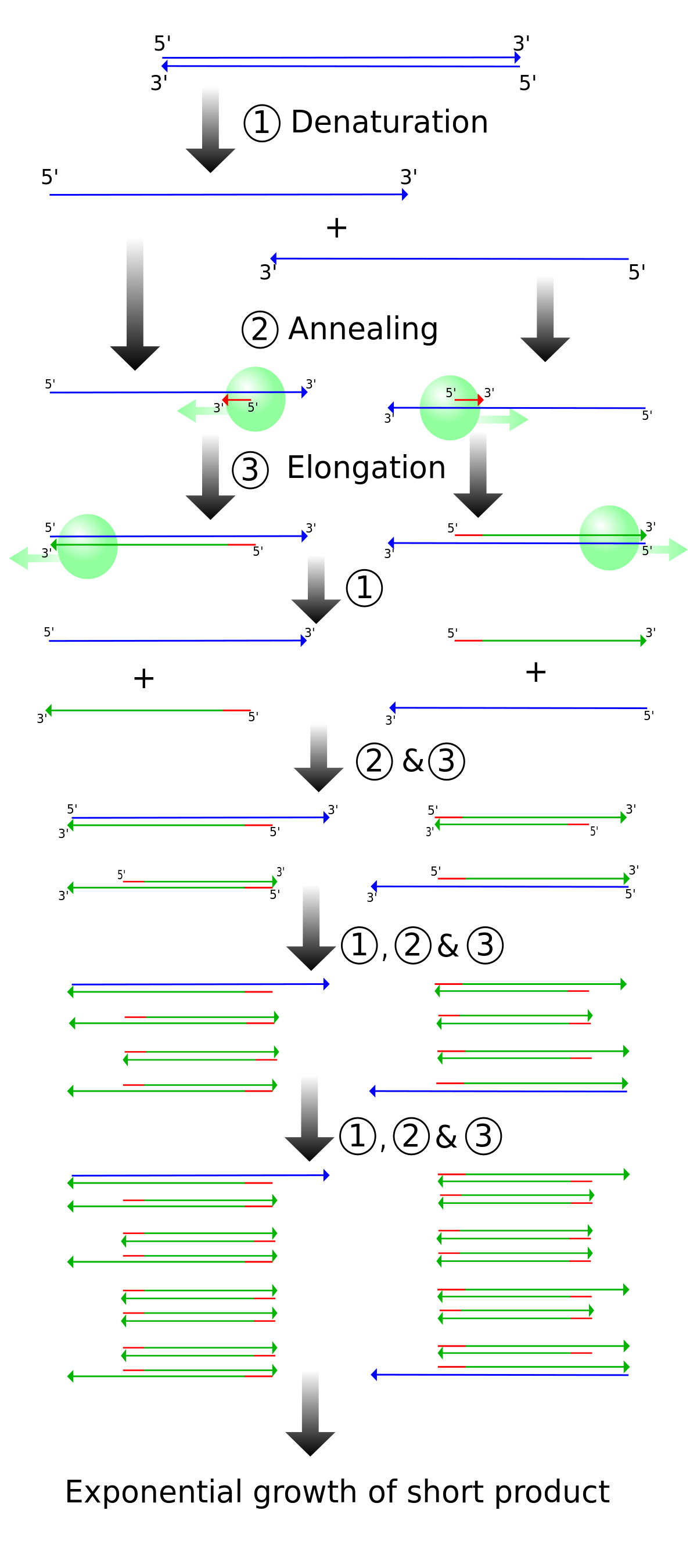 ملف:PCR.svg - المعرفة
