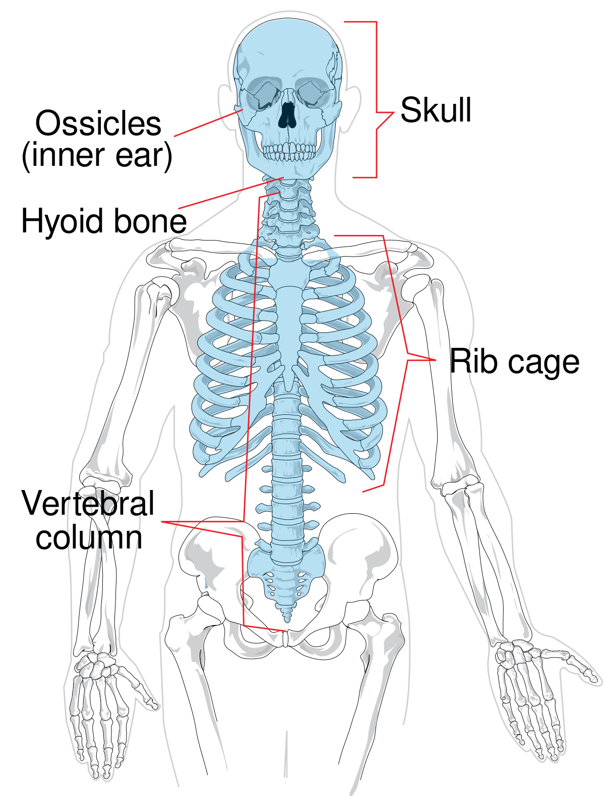 ملف:Axial skeleton diagram.svg - المعرفة