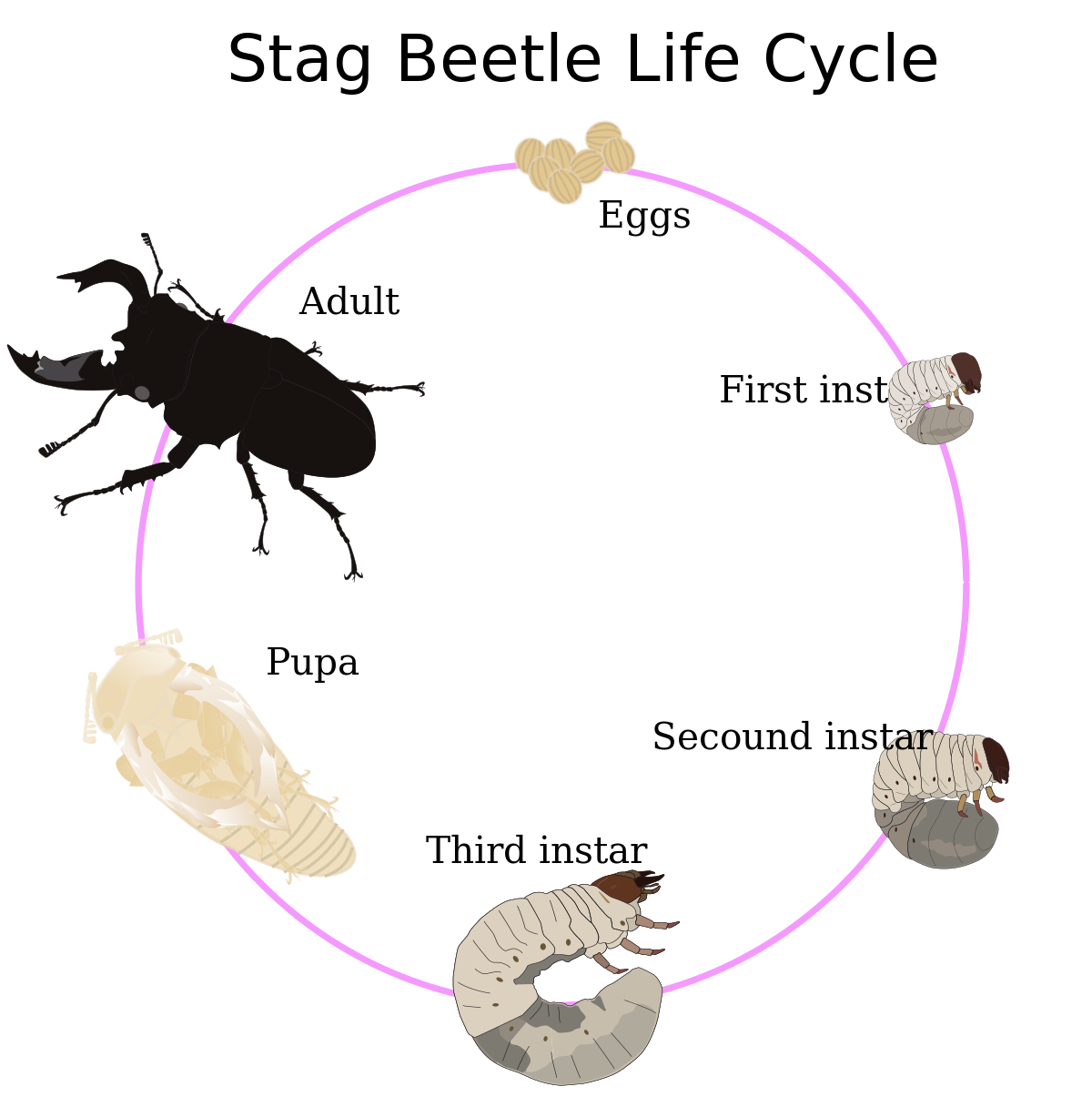 ملف:Life cycle of stag beetle.svg - المعرفة