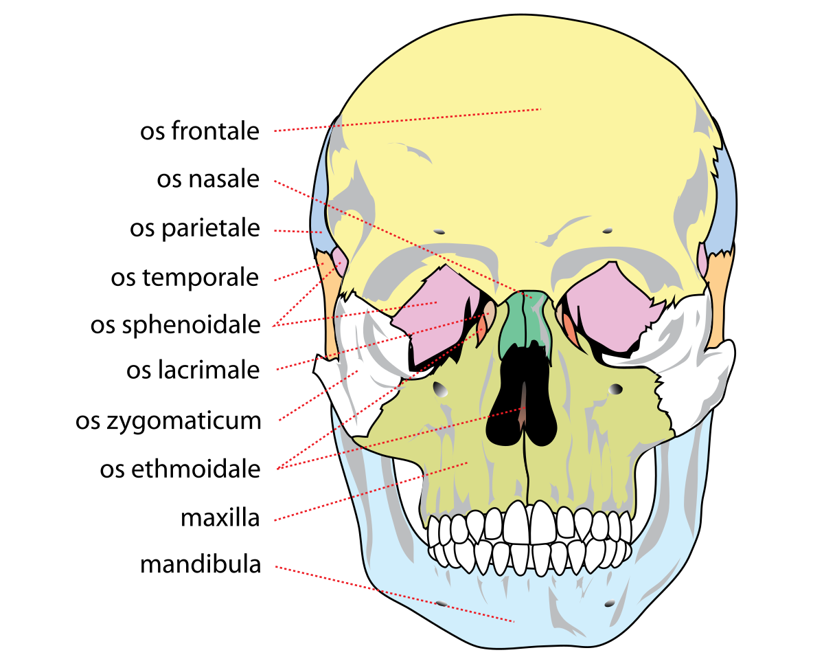 ملف:Human skull front bones.svg - المعرفة