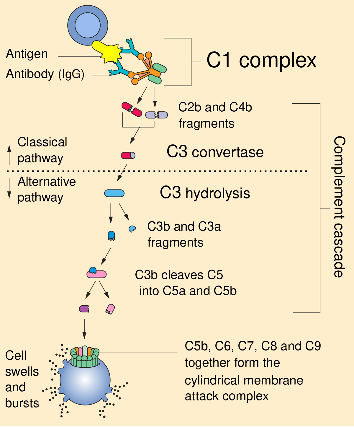 ملف:Complement pathway.svg - المعرفة