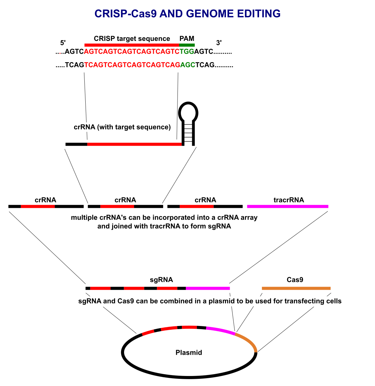 ملف:CRISPR overview - en.svg - المعرفة