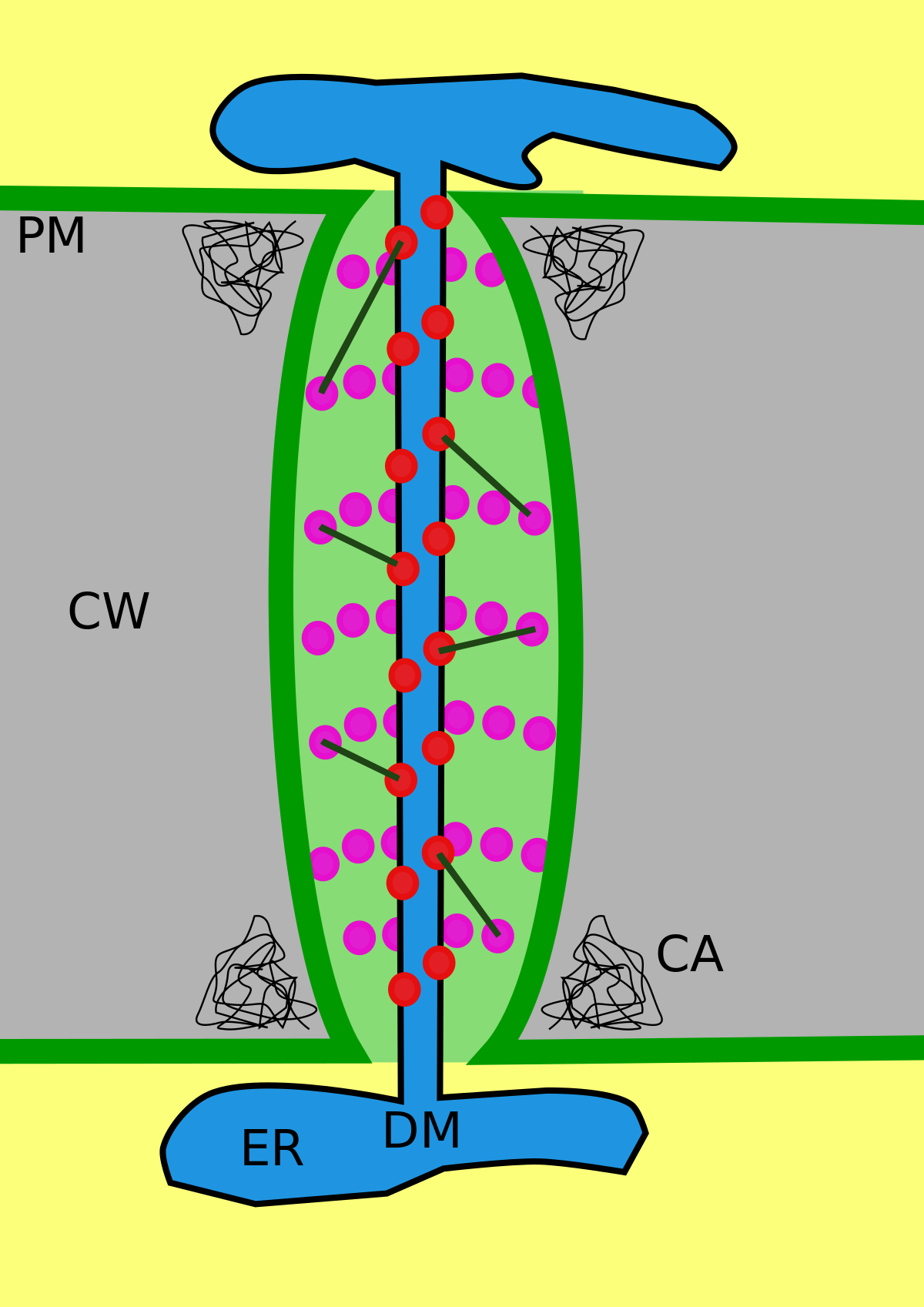ملف:Plasmodesmata structure.svg - المعرفة