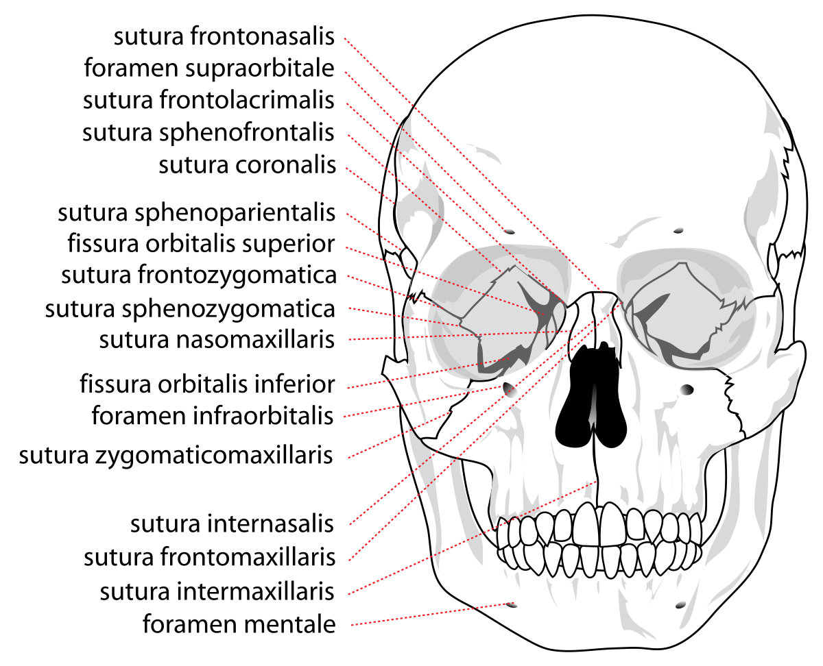 ملف:Human skull front suturas.svg - المعرفة