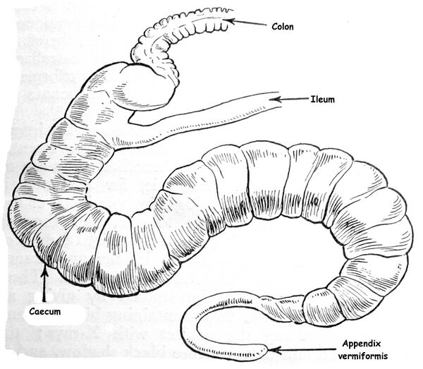 الأعضاء الأثرية في البشر - المعرفة