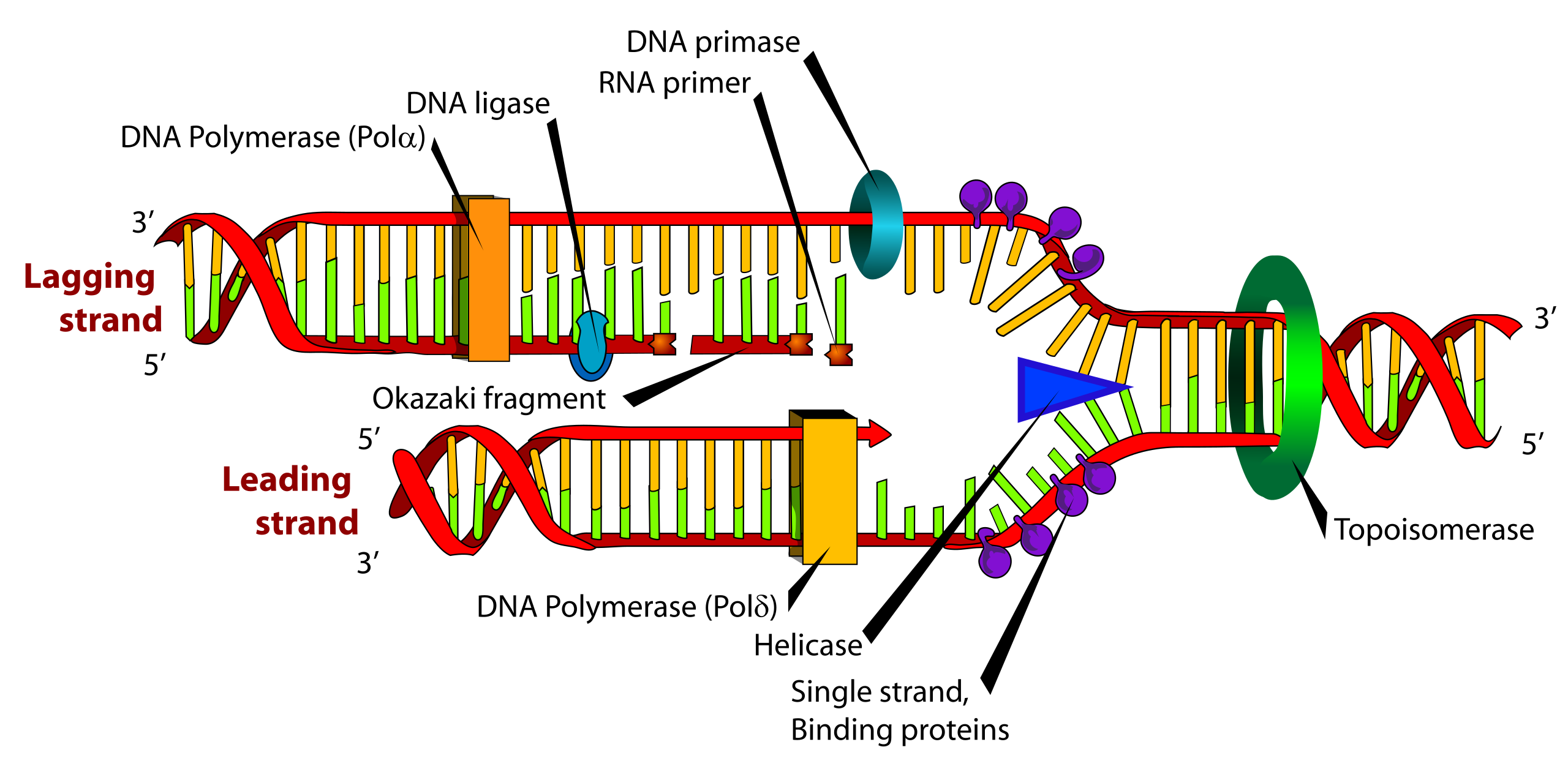 ملف:DNA replication.svg - المعرفة