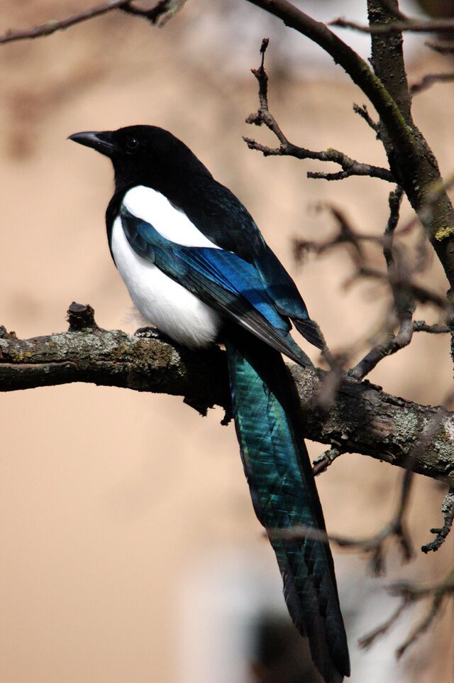 عقعق (جنس) Pica (genus) - المعرفة