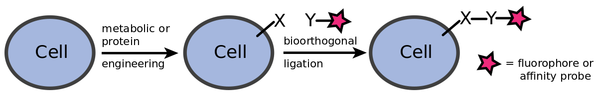 ملف:Bioorthogonal cell labeling.svg - المعرفة