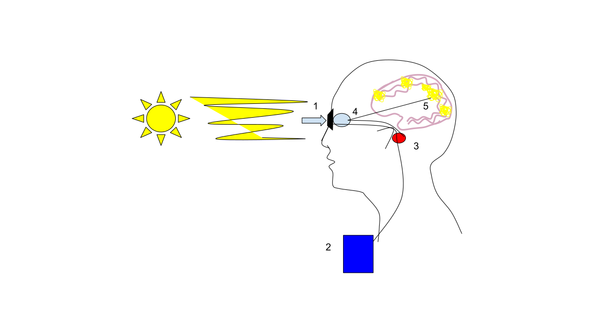 ملف:Visual Processing Through Bionic Eye.svg - المعرفة