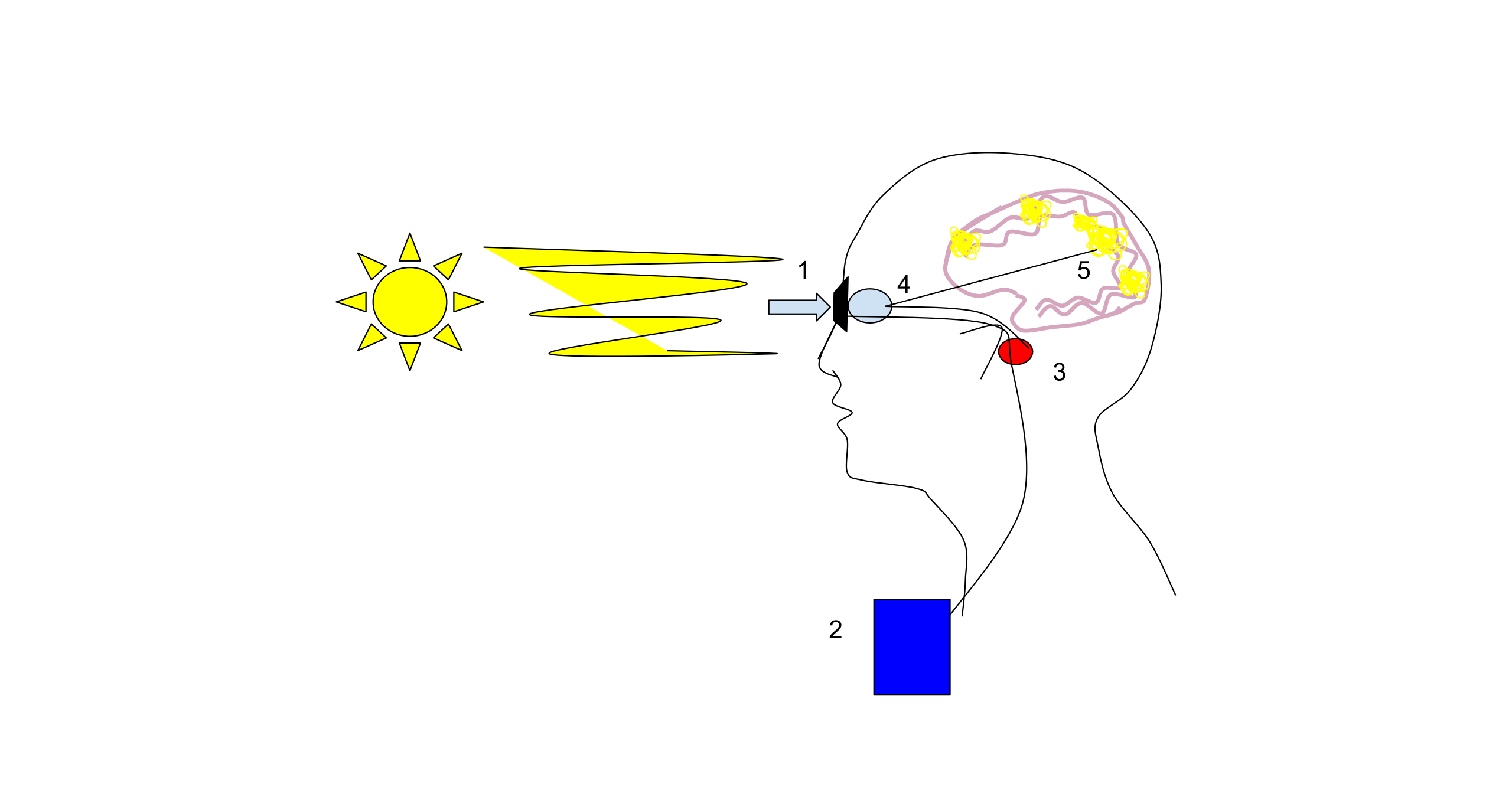 ملف:Visual Processing Through Bionic Eye.svg - المعرفة