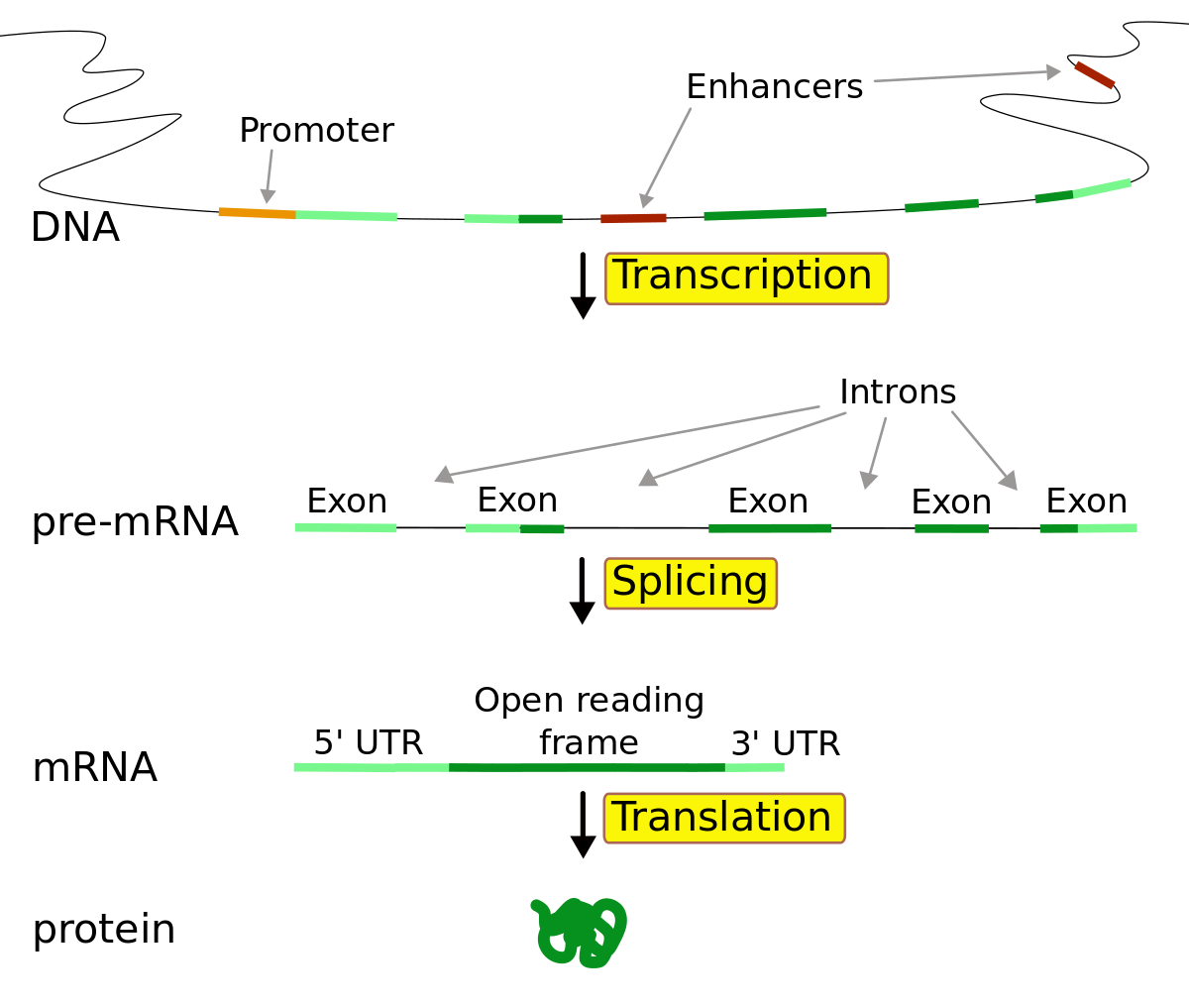 ملف:Gene2-plain.svg - المعرفة