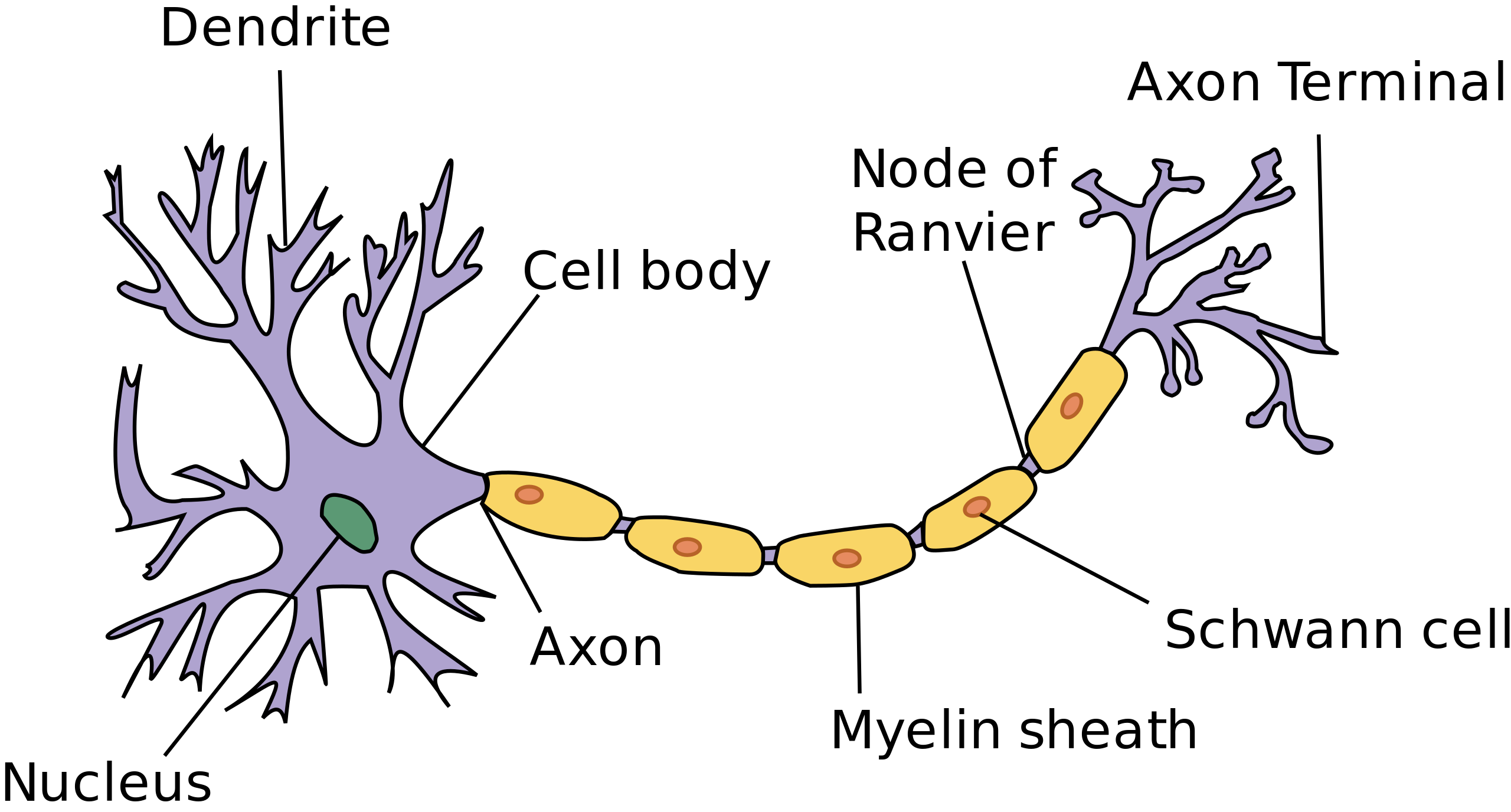 ملف:Neuron.svg - المعرفة