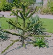 أروكاريا - المعرفة