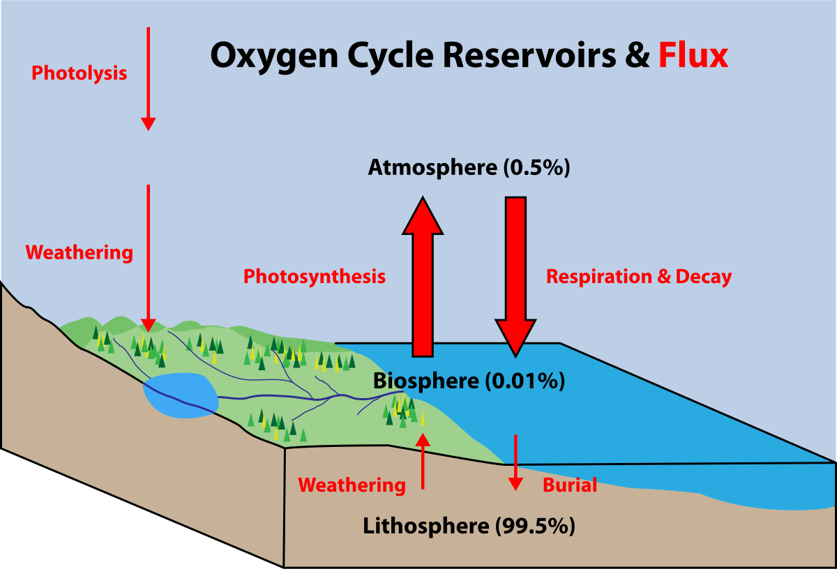 ملف:Oxygen cycle.svg - المعرفة