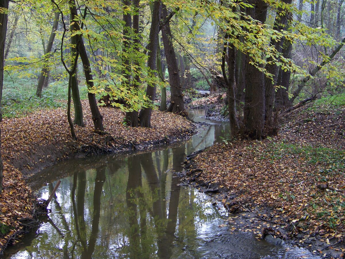 ملف:Kunratický les, Kunratický potok, poblíž před restaurací Na tý ...