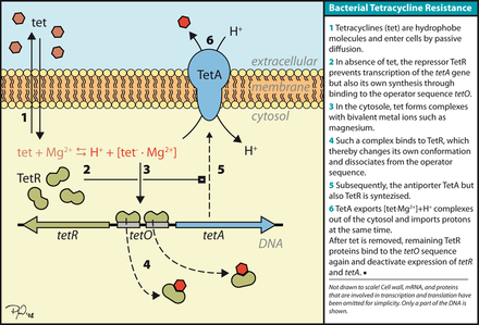 تتراسيكلين - المعرفة