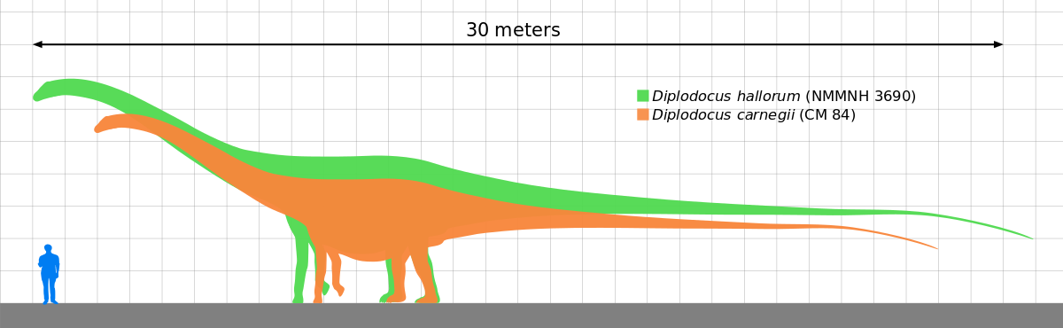 ملف:Diplodocus species size comparison.svg - المعرفة