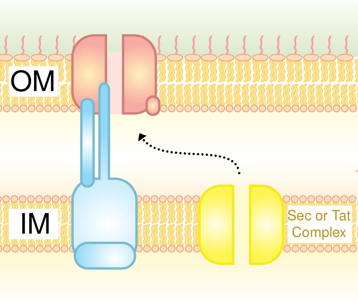 ملف:T2SS.svg - المعرفة