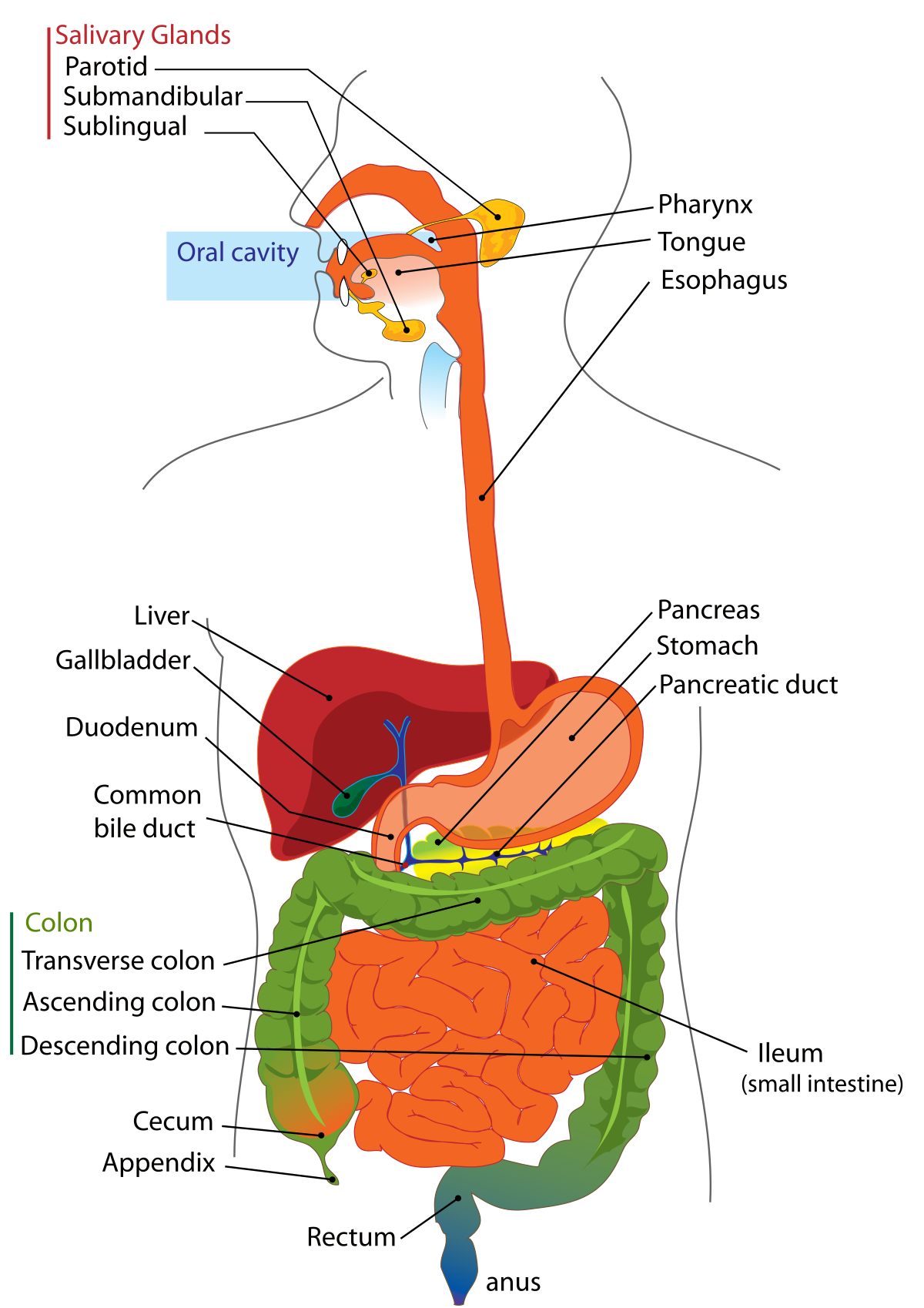 ملف:Digestive system diagram en.svg - المعرفة