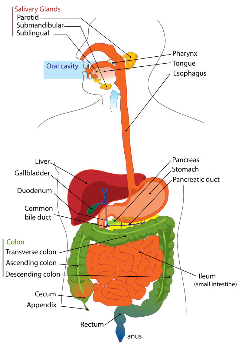 ملف:Digestive system diagram en.svg - المعرفة