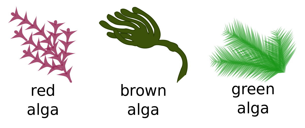 ملف:Algae Pengo.svg - المعرفة
