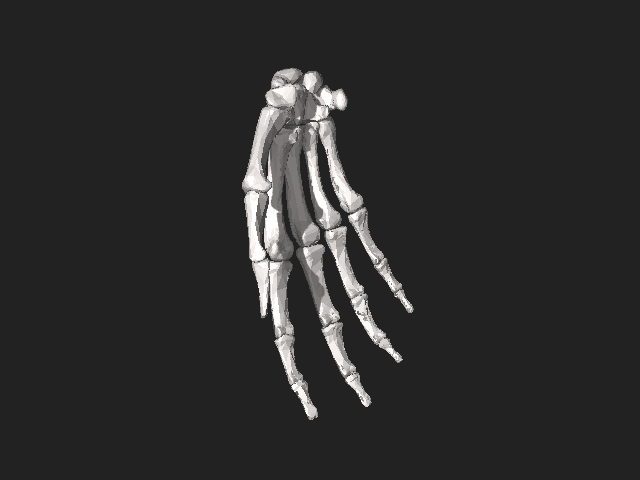 ملف:BodyParts3D Hand bones.stl - المعرفة