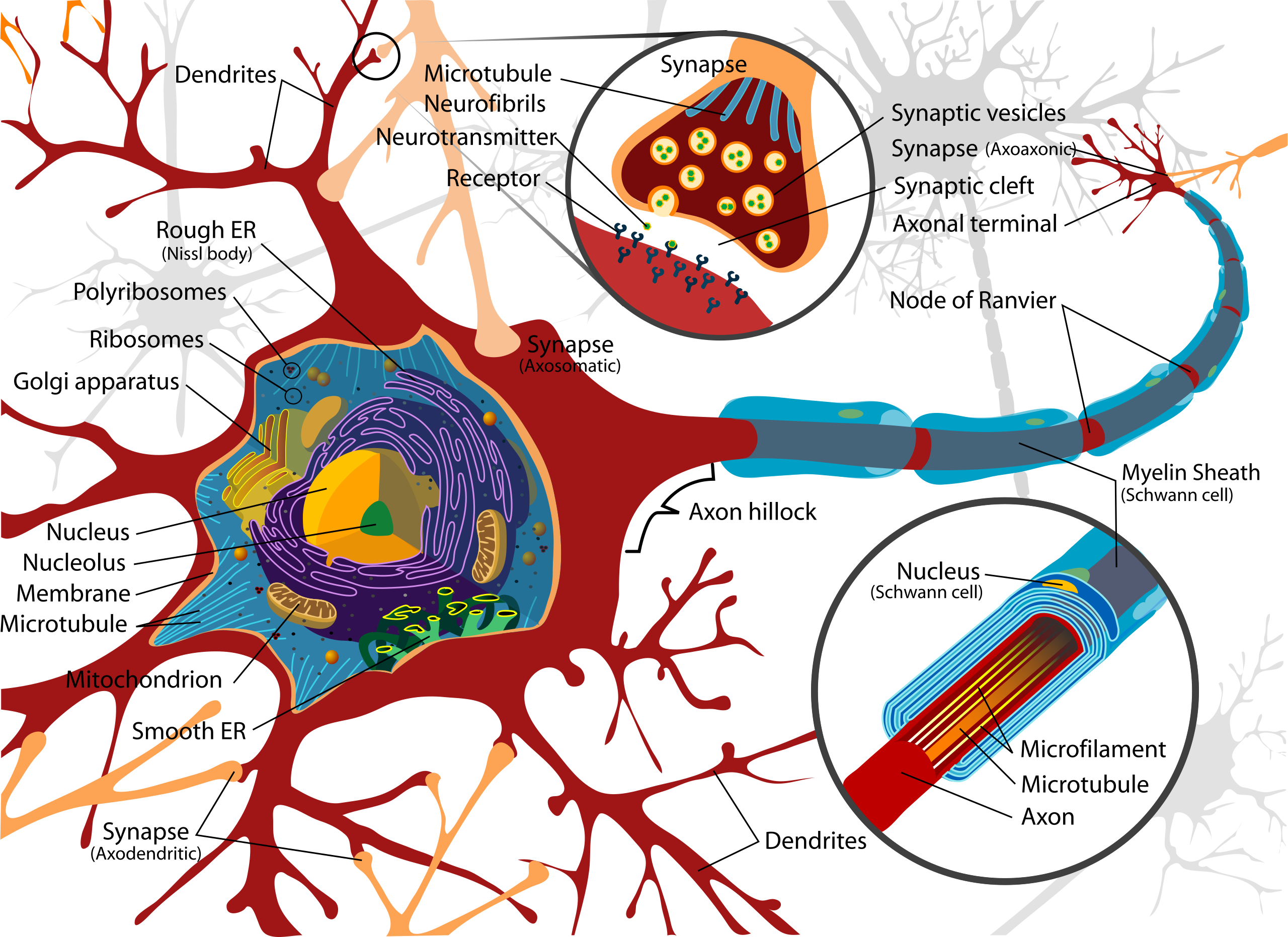 ملف:Complete neuron cell diagram.svg - المعرفة