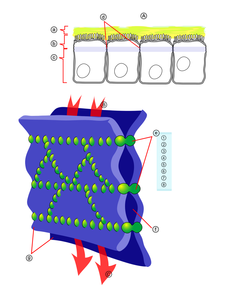 ملف:Cellular tight junction keys.svg - المعرفة