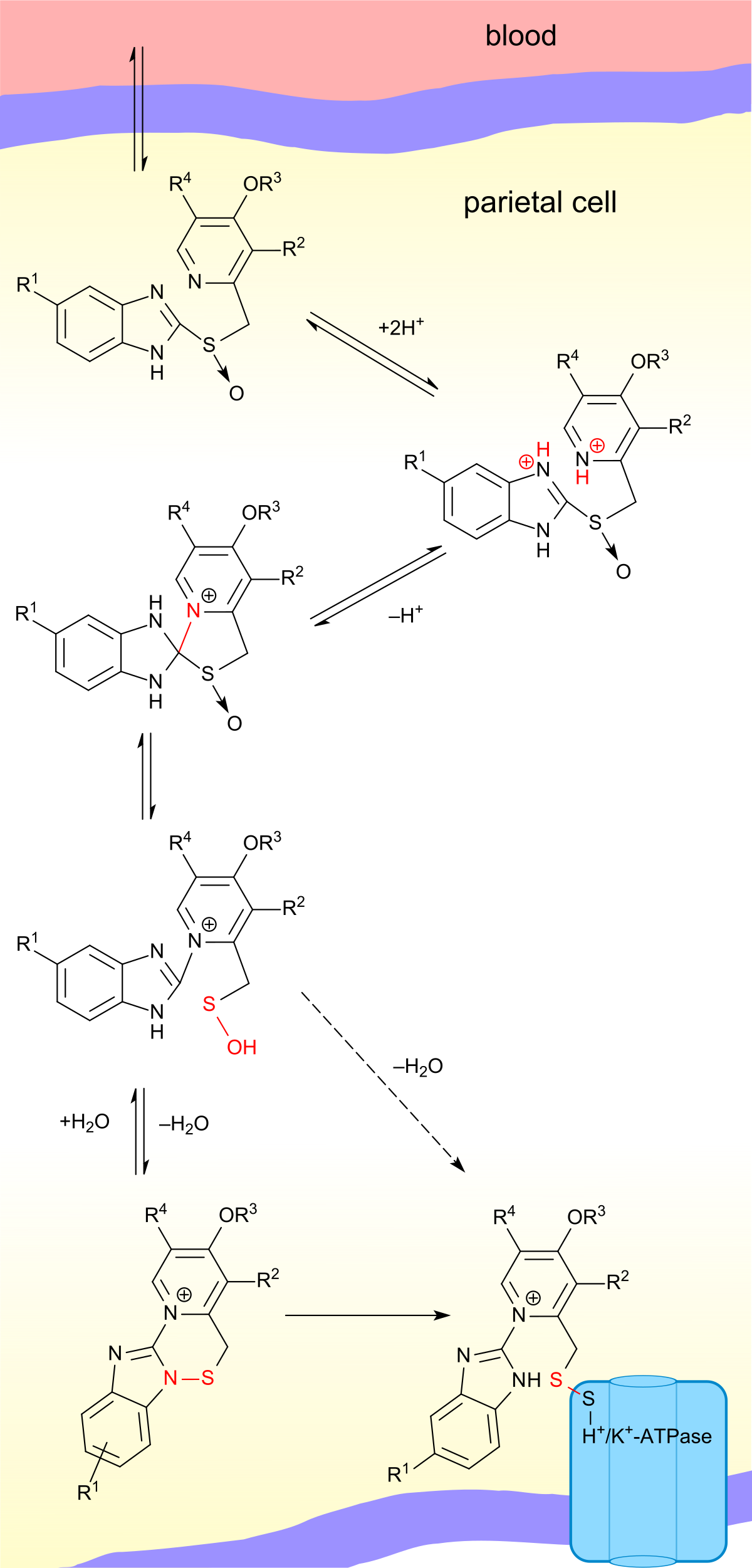ملف:Proton pump inhibitors mechanism.svg - المعرفة