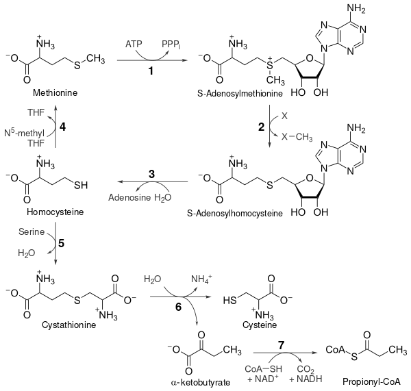 مثيونين Methionine - المعرفة