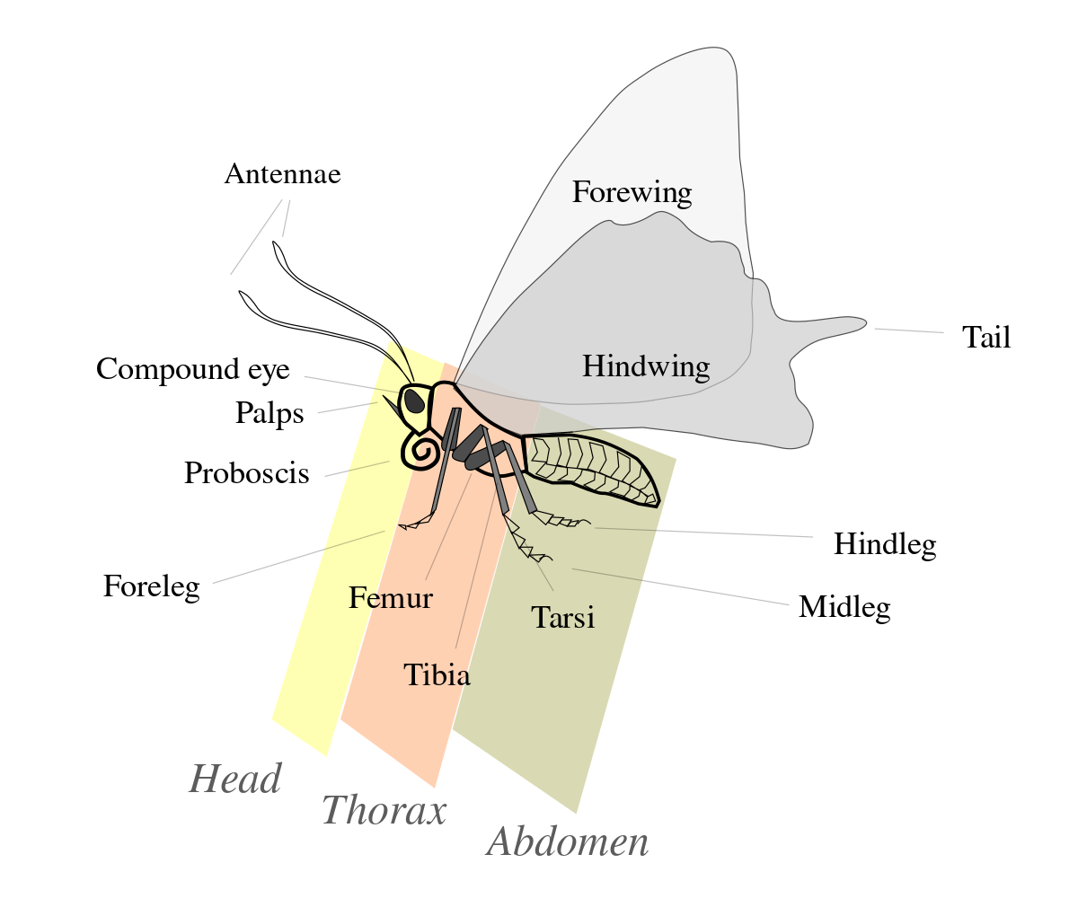 ملف:Butterfly parts.svg - المعرفة