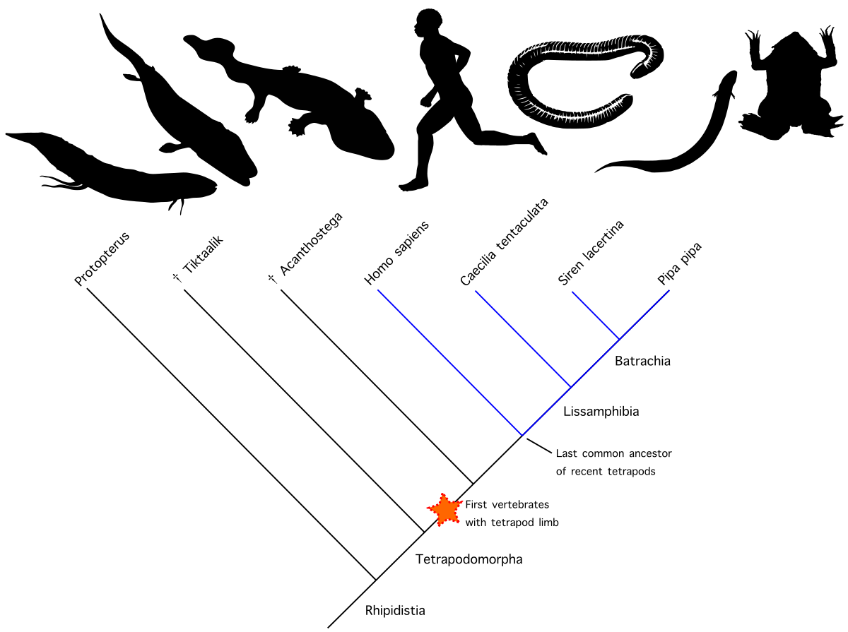 ملف:Tetrapoda PhyloCode (en).svg - المعرفة