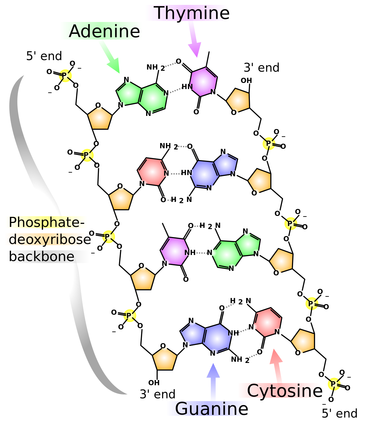 ملف:DNA chemical structure.svg - المعرفة