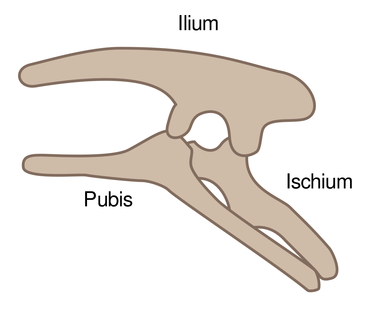 ملف:Ornithischia pelvis structure.svg - المعرفة