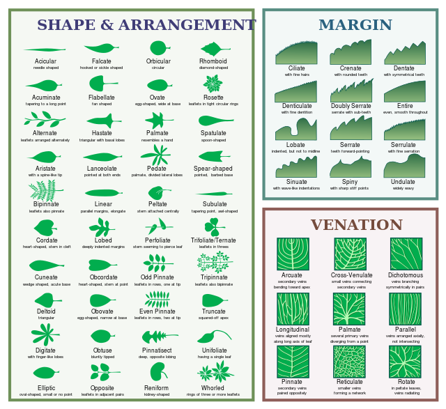 شكل الورقة - المعرفة