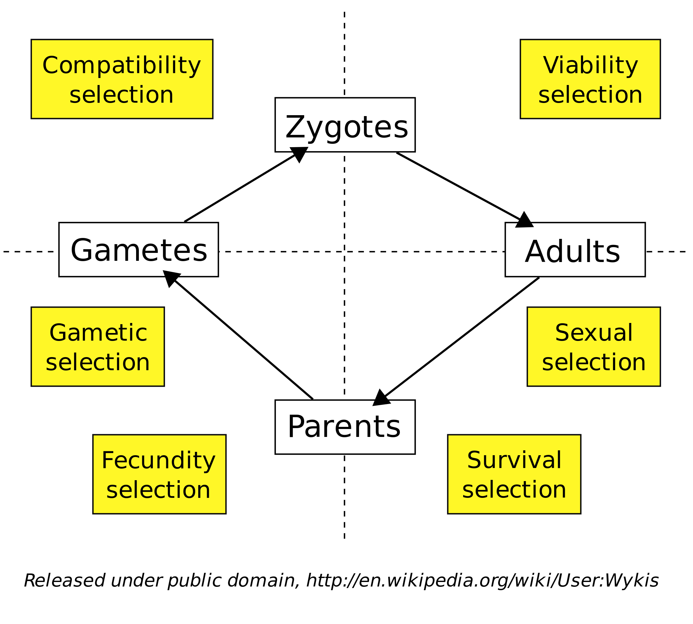 ملف:Life cycle of a sexually reproducing organism.svg - المعرفة