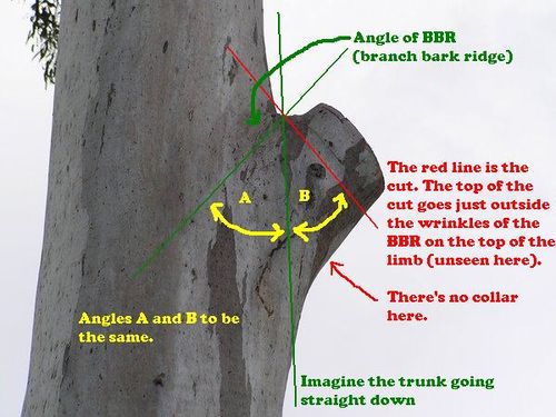 تقليم - المعرفة