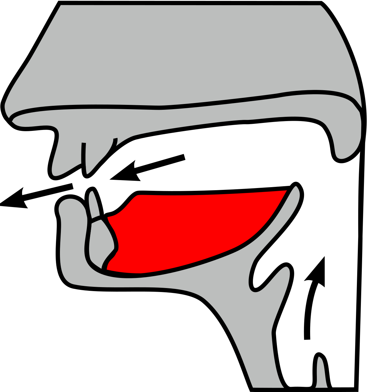 ملف:Labiodentaal.svg - المعرفة